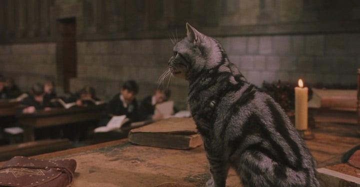 แอนิเมจัส (Animagus) | Muggle-V