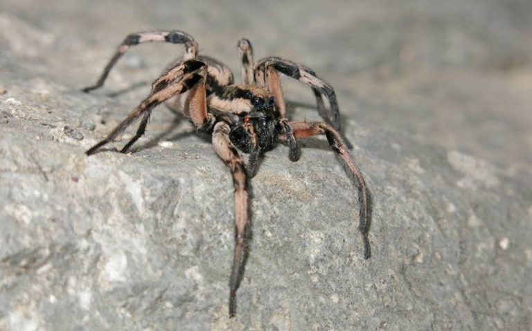 รวมสัตว์ที่ตั้งชื่อวิทยาศาสตร์โดยได้รับแรงบันดาลใจจากแฮร์รี่ พอตเตอร์ ...