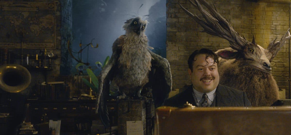 ออเกอรี่ (Augurey) | Muggle-V